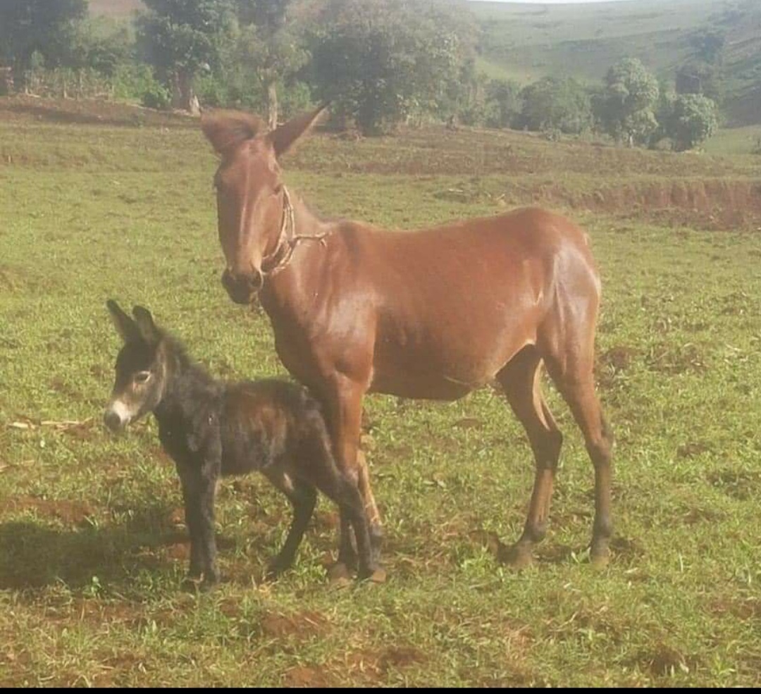 A mule gives birth in the West Shawa zone, which could happen just once ...